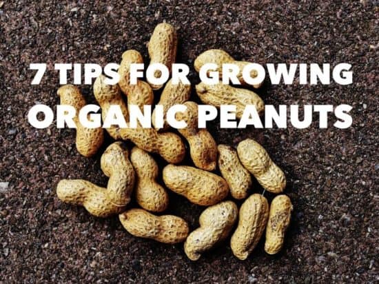 7 Gardening Tips for Growing Organic Peanuts 7 Gardening Tips for Growing Organic Peanuts