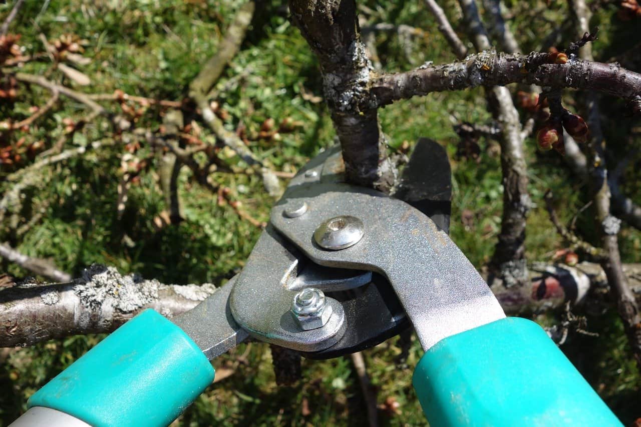 Top Pruning Tips for Garden Success: When to Prune and How - Gardening ...