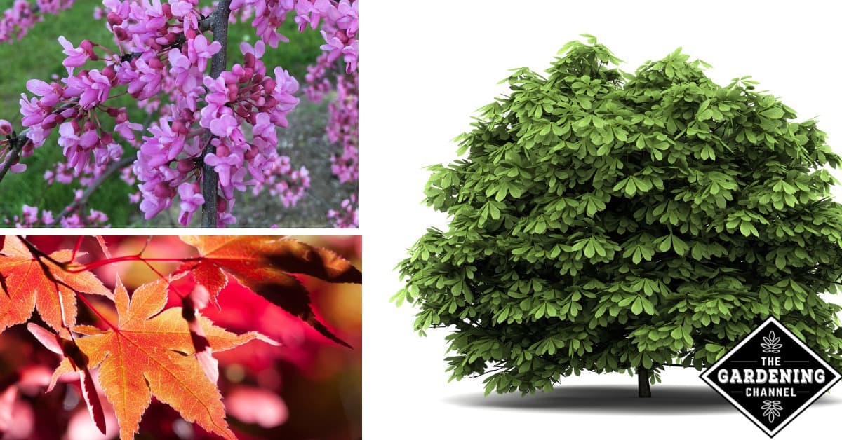 Landscaping Shrubs And Trees Gardening Channel