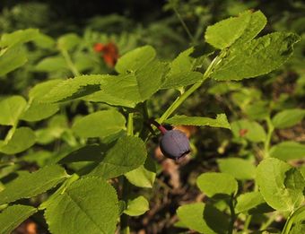 Growing Blueberry Bushes: A Guide to Bush Varieties