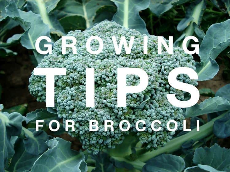 Stages Of Growing Broccoli