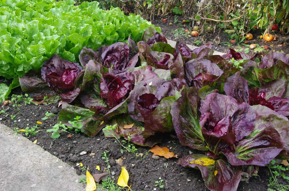 How to Grow a Depression Garden - Gardening Channel