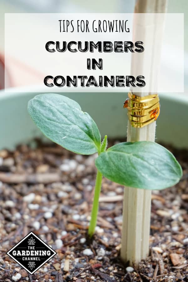 Cucumber Gardening Tips
