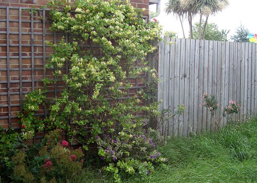 The Benefits of Growing Plants Vertically - Gardening Channel