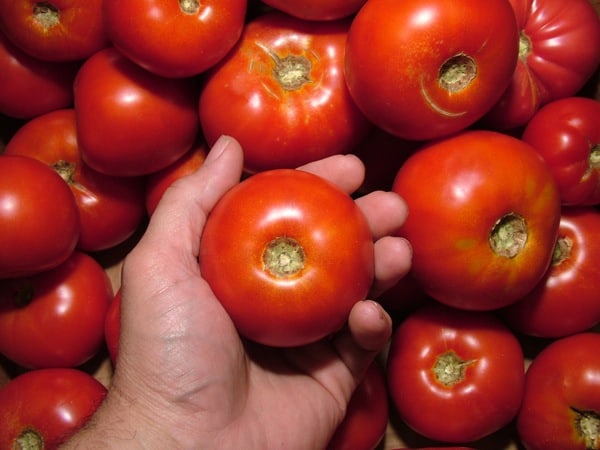 How to Protect Your Tomato Plants From Animals - Gardening Channel