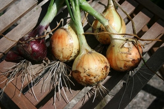 Harvesting Onions: A complete guide of when and how to harvest onions.