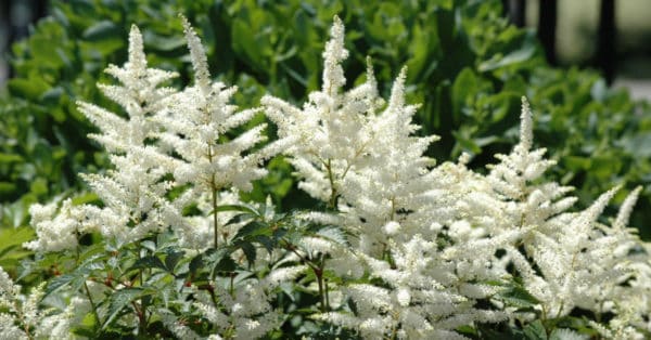 How to Grow Spirea Shrubs - Gardening Channel