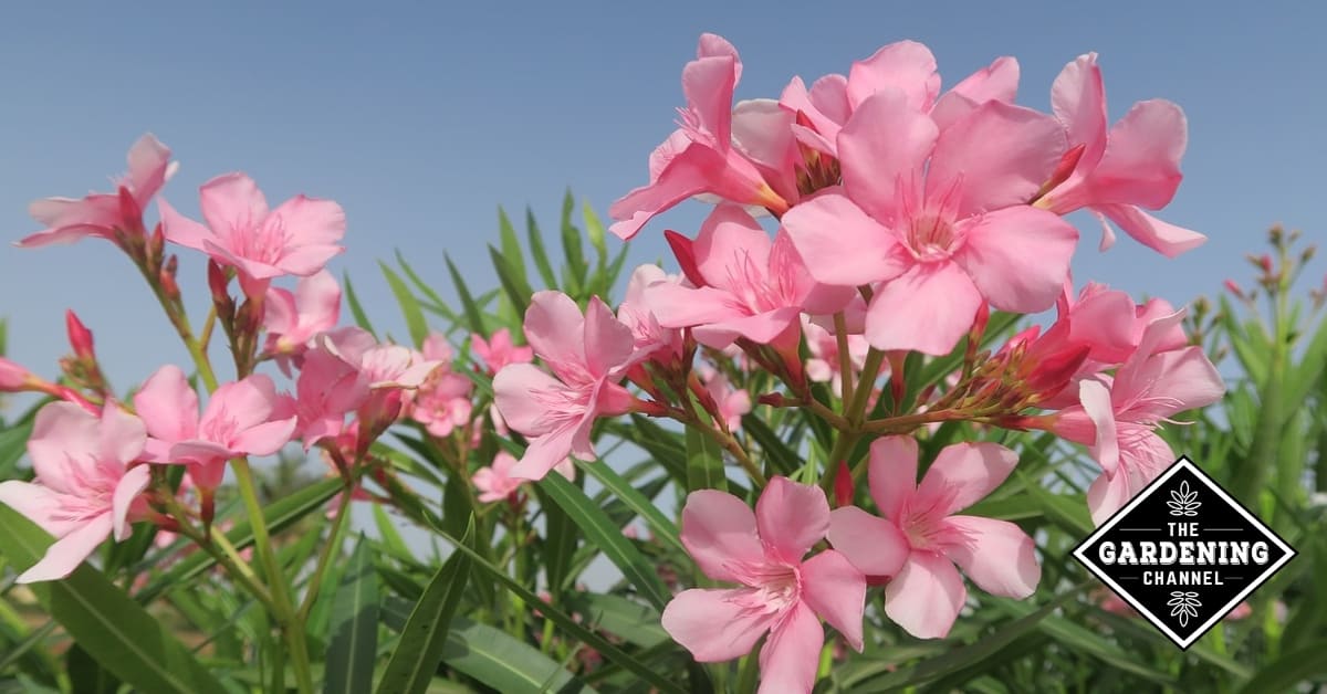 How to Grow the Oleander Plant (Nerium oleander) - Gardening Channel