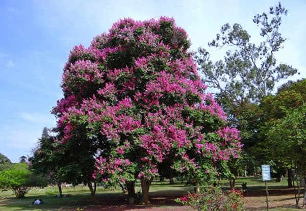 12 Flowering Trees for Hot Climates - Gardening Channel
