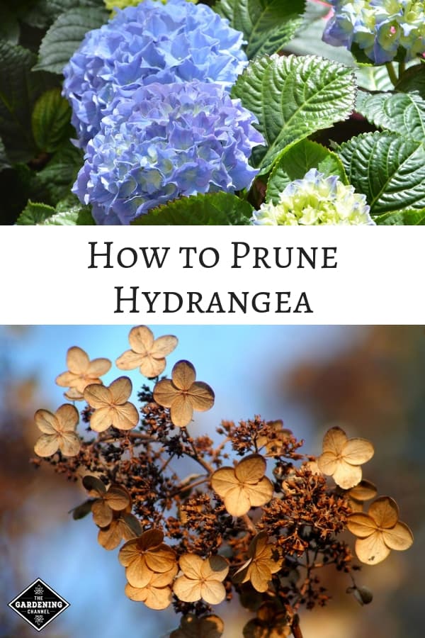 How To Prune Hydrangeas Gardening Channel