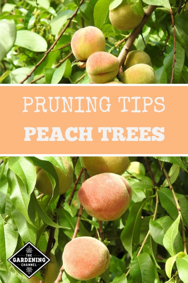 Pruning Peach Trees Gardening Channel