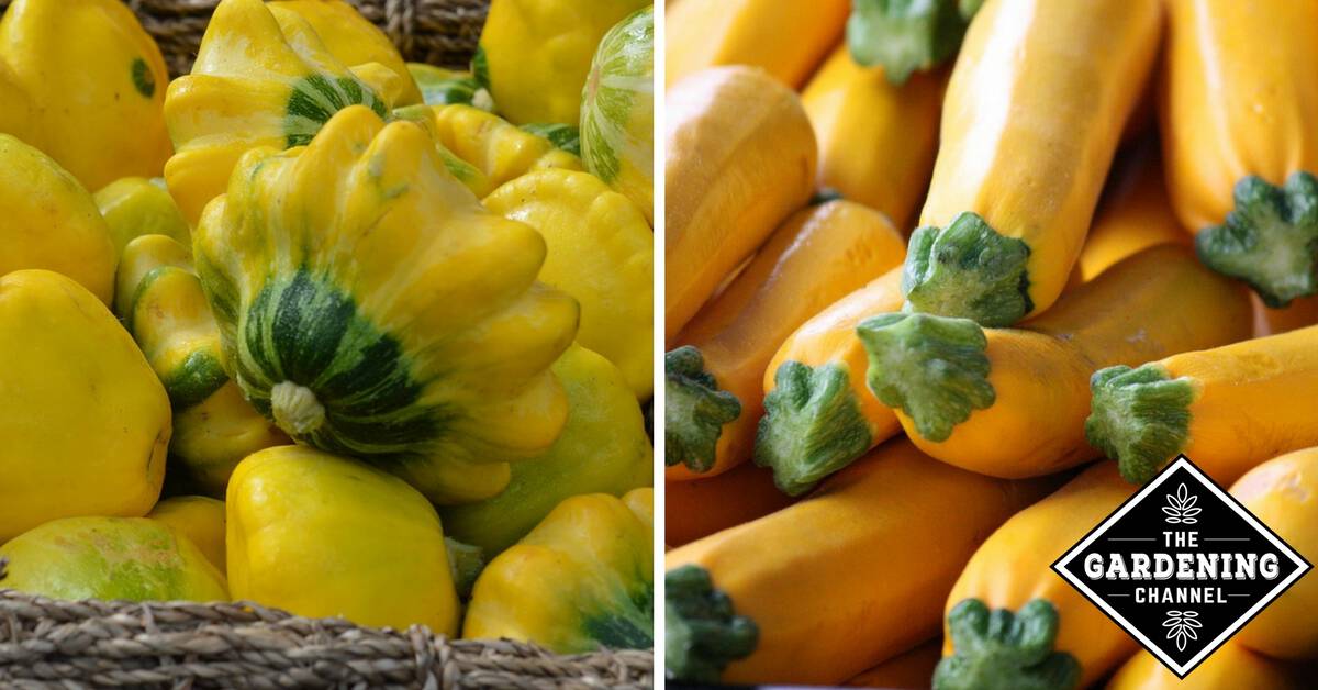 Health Benefits of Summer Squash - Gardening Channel Health Benefits of Summer Squash - Gardening Channel