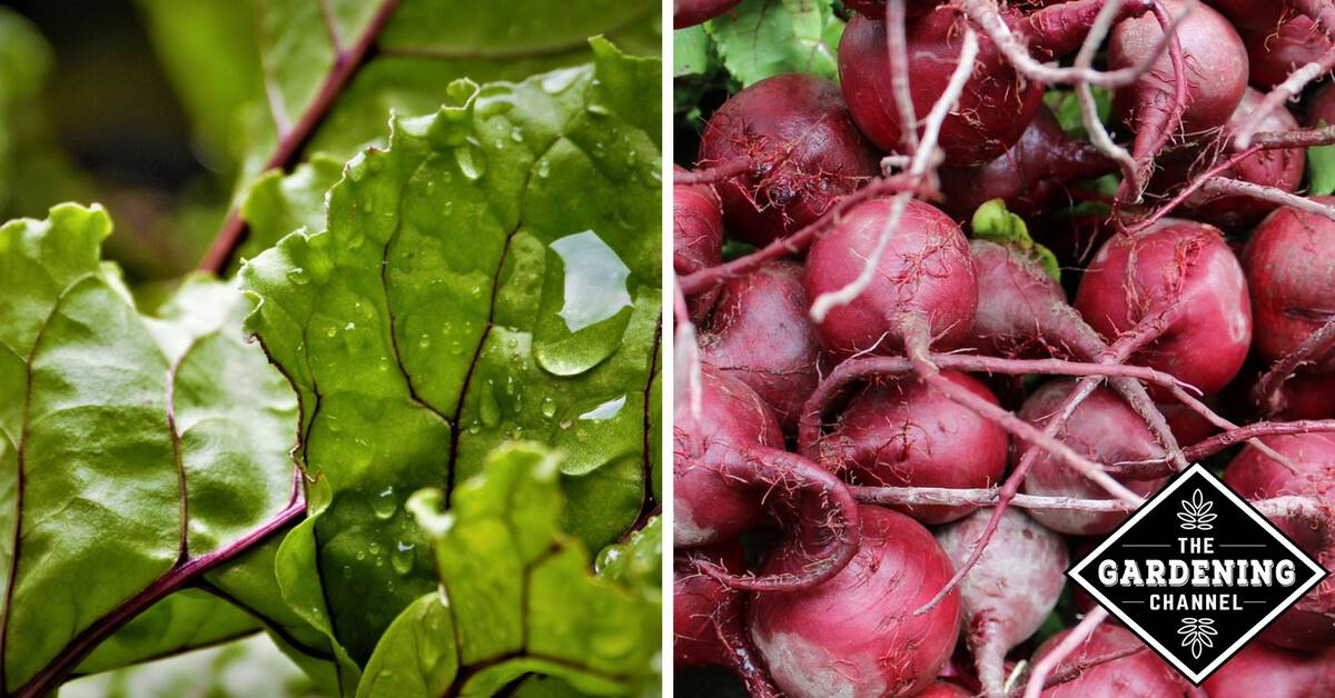 Health Benefits of Beets - Gardening Channel