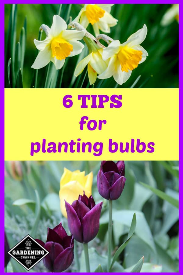 Tips For Planting Bulbs Gardening Channel