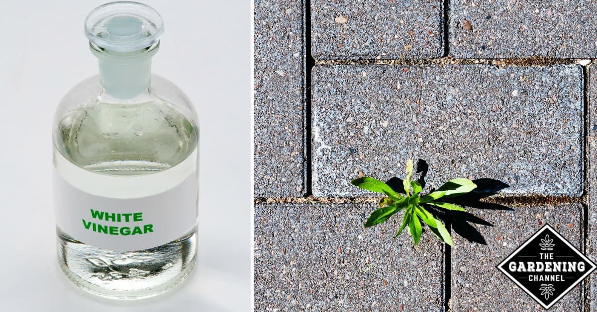 Can Vinegar Kill Weeds Gardening Channel