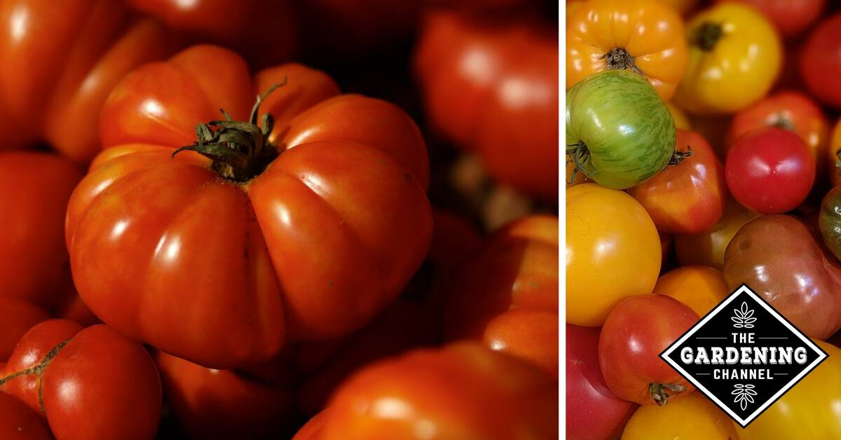 Top 10 Heirloom Tomatoes for the Garden - Gardening Channel
