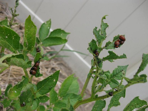 Potato Bugs: How to Prevent and Control - Gardening Channel