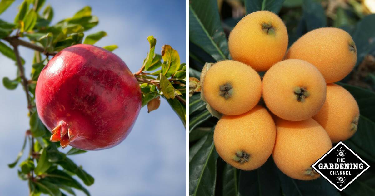 Growing Specialty Fruits - Gardening Channel