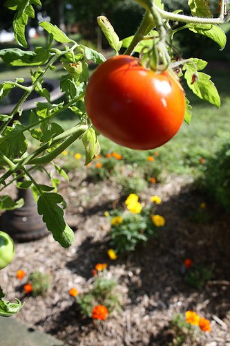 Guide to Growing Better Boy Tomatoes - Gardening Channel