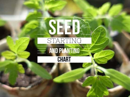 Beginning Gardener’s Vegetable Seed Starting and Planting Chart