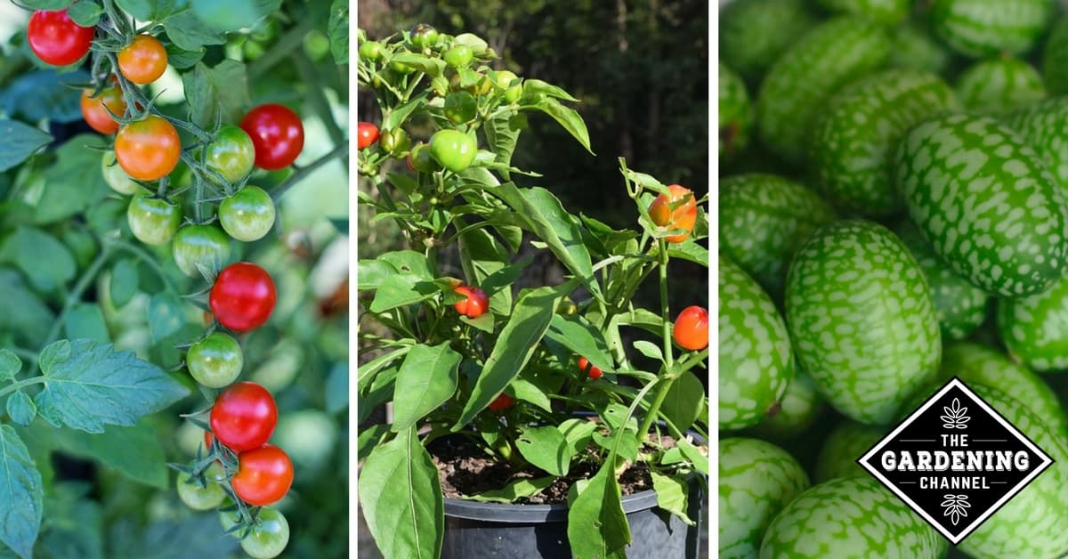 Mini and Small Vegetable Varieties for Small Gardens - Gardening Channel