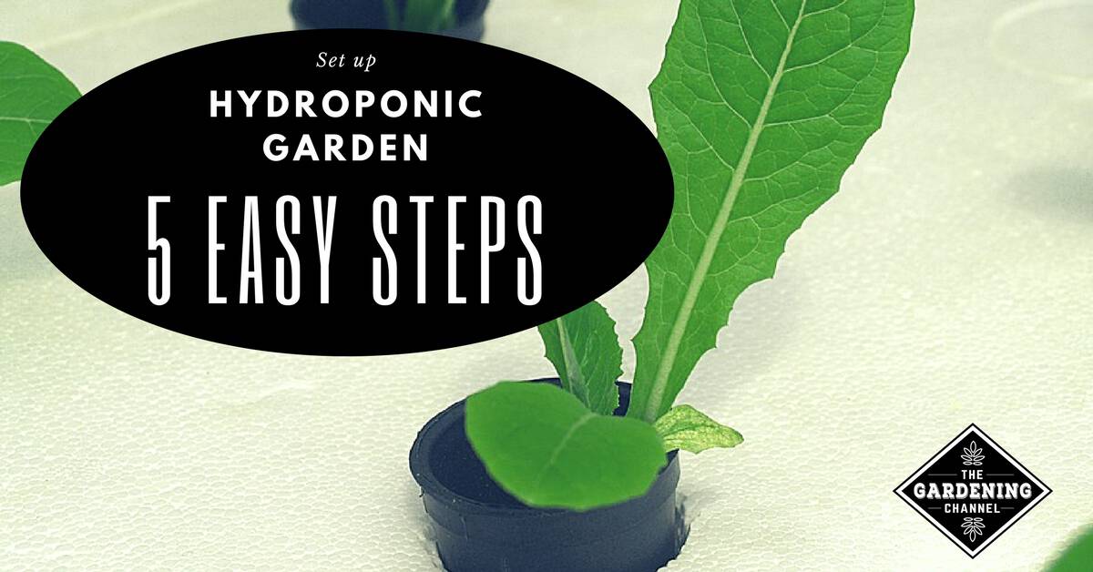 Beginner's Guide to Hydroponic Gardening - Gardening Channel