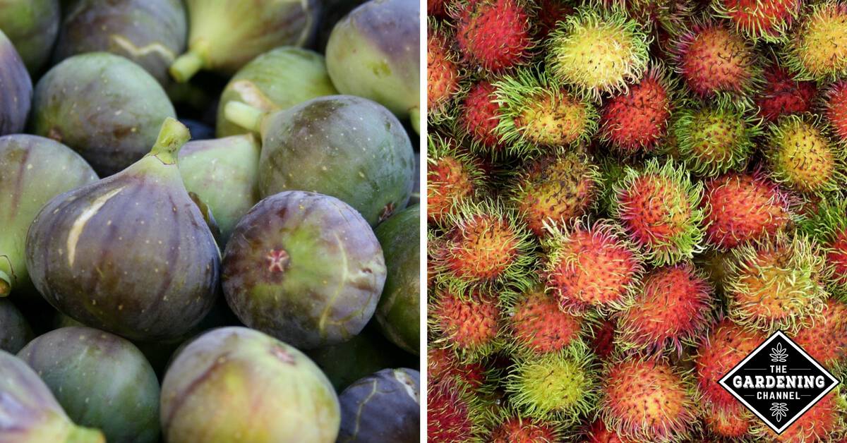 List of Fruits from A to Z - Gardening Channel