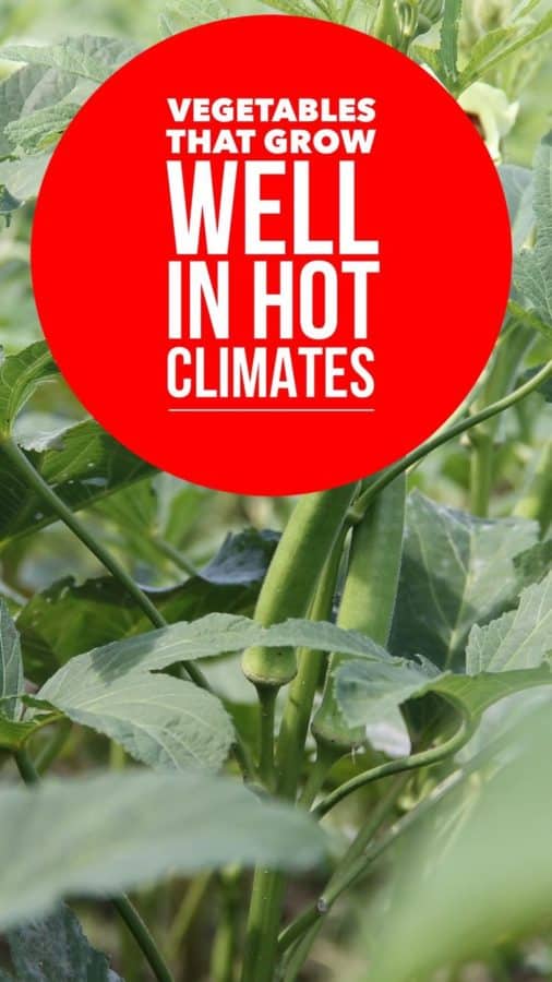 Growing Vegetables and Herbs in Hot Climates