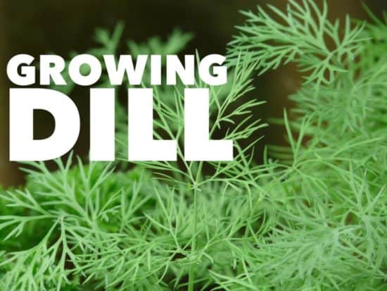 Growing Dill