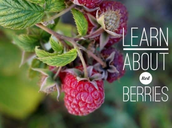 Types of Red Berries