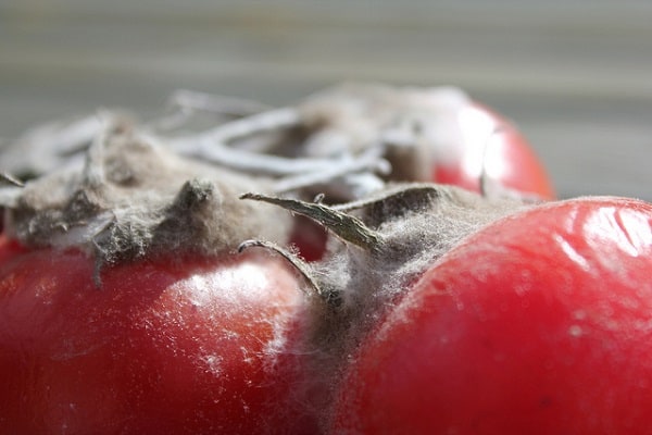 Dealing with Botrytis Blight, or "Grey Mold" Fungus - Gardening Channel