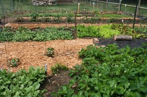 Planting Garden Vegetables in Rows and Staggered Rows
