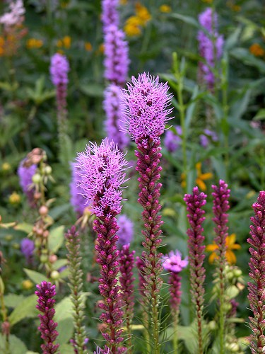 Growing Blazing Star (Liatris) Flowers: A How To Guide - Gardening Channel