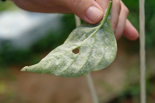 Identify, Prevent and Treat Garden Problems: Powdery Mildew Fungal ...