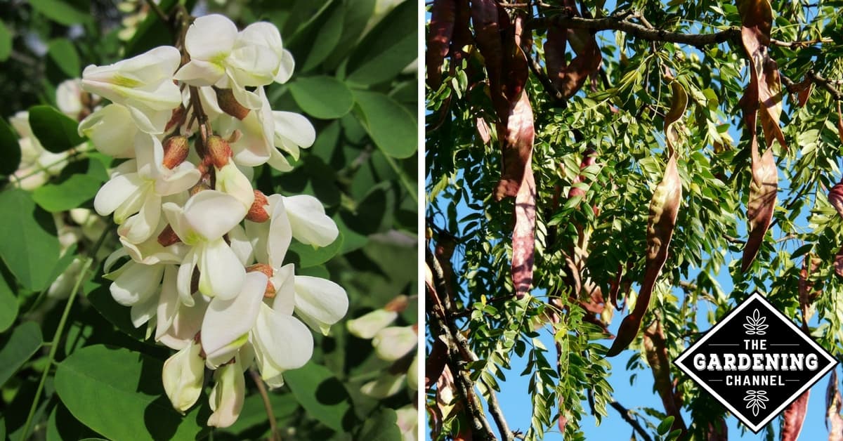 Locust Trees: Varieties and Growing Guide - Gardening Channel