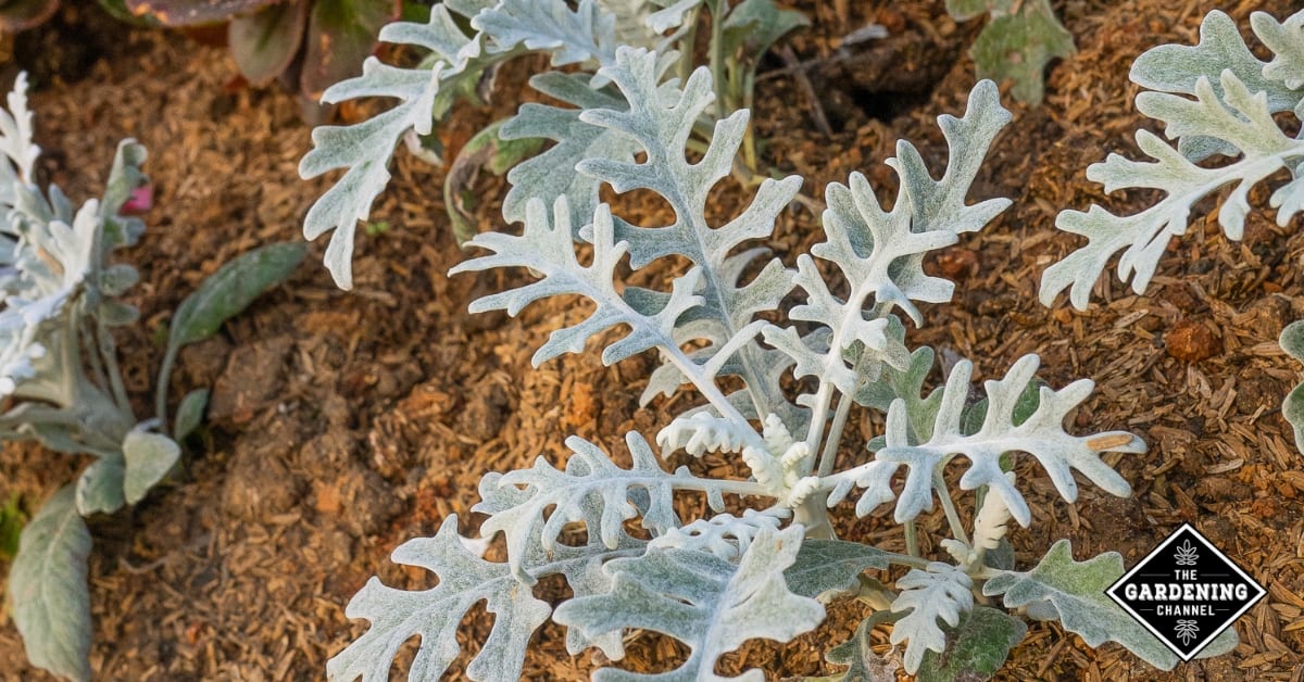 Dusty Miller Plant From Cuttings