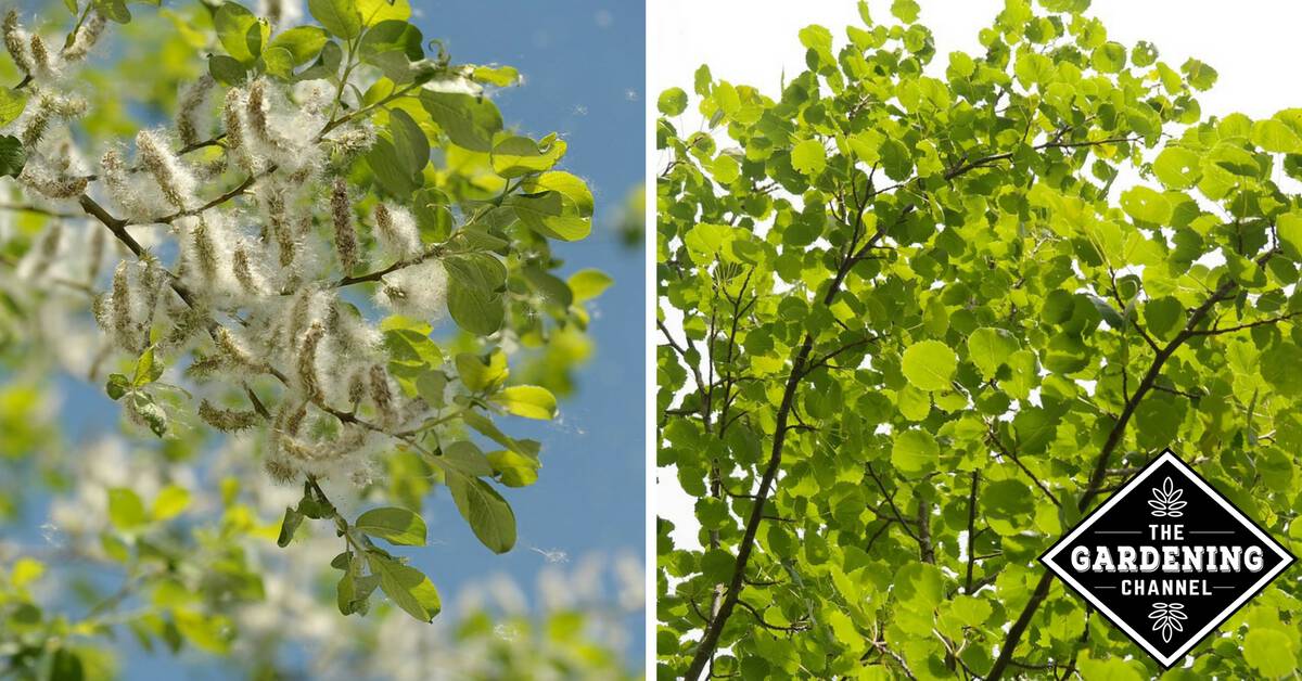 Poplar Trees: Identification and Care - Gardening Channel