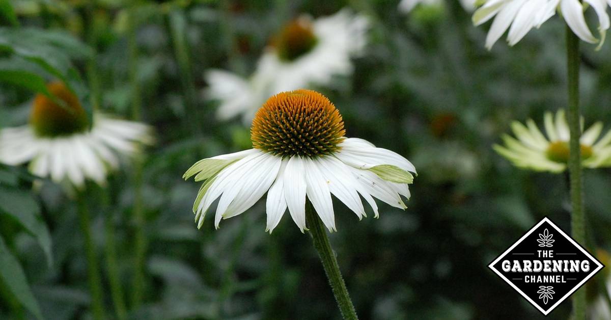 How to Grow Coneflower - Gardening Channel