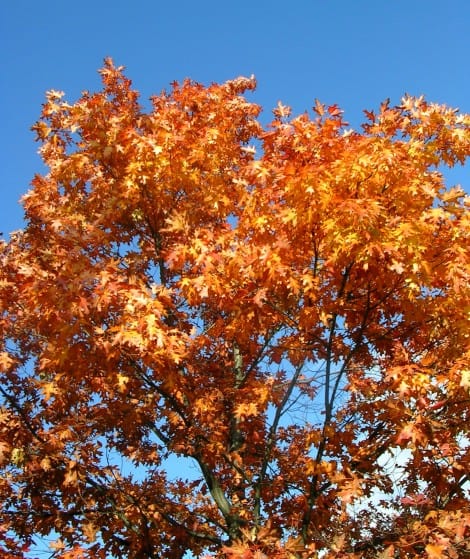 Red Oak Trees: Identification and Care