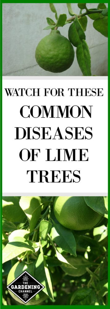 Common Diseases of Lime Trees - Gardening Channel