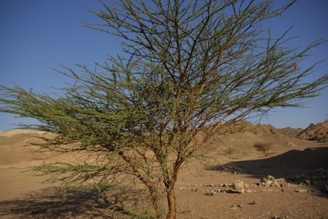 How to Grow Acacia Tree