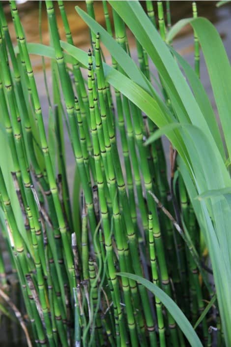 How to Grow Bamboo