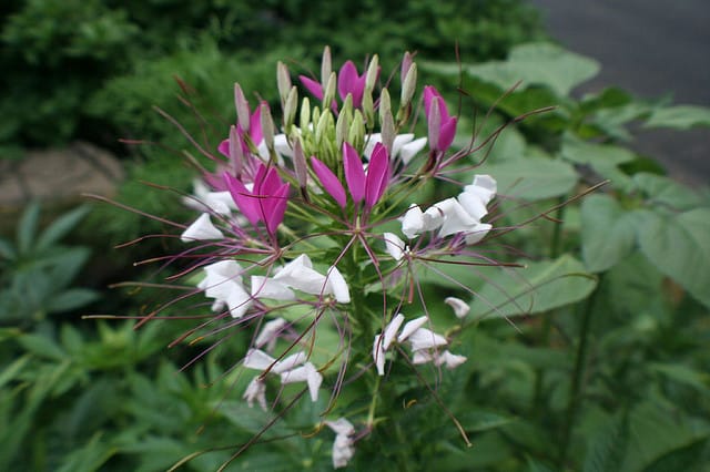 How to Grow Cleome Flower - Gardening Channel