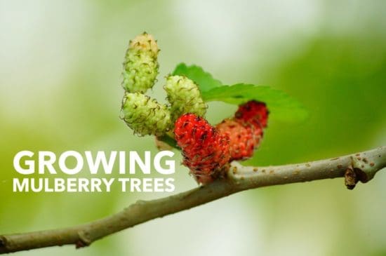 How to Grow Mulberry Trees