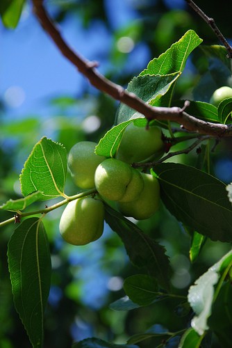 How to Grow the Jujube Fruit