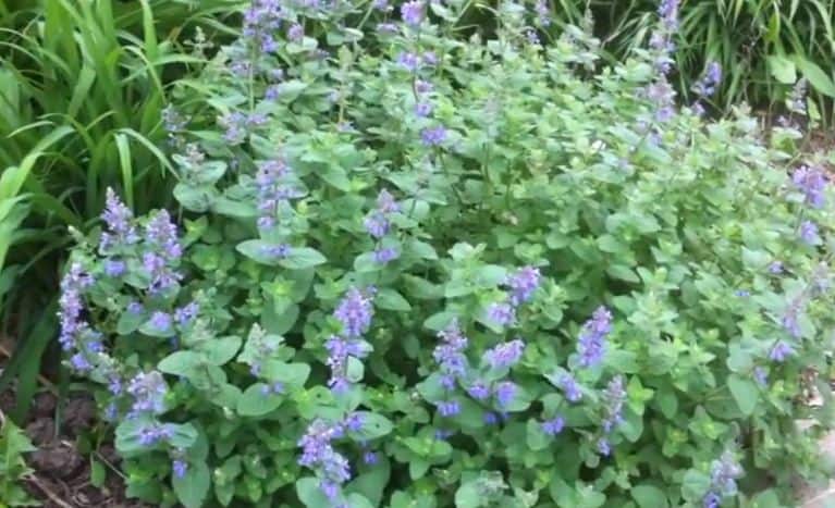 How to Grow Catmint - Gardening Channel