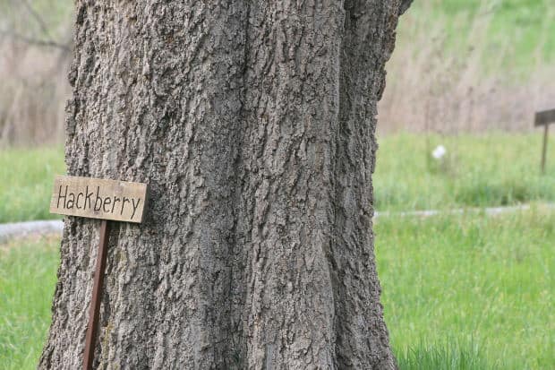 How to Grow Hackberry Trees - Gardening Channel