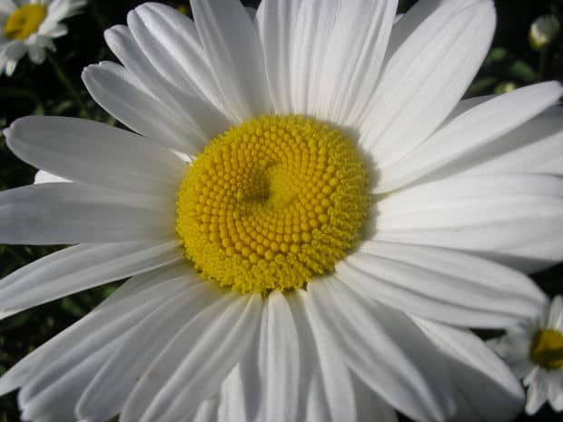 How to Grow Daisies - Gardening Channel