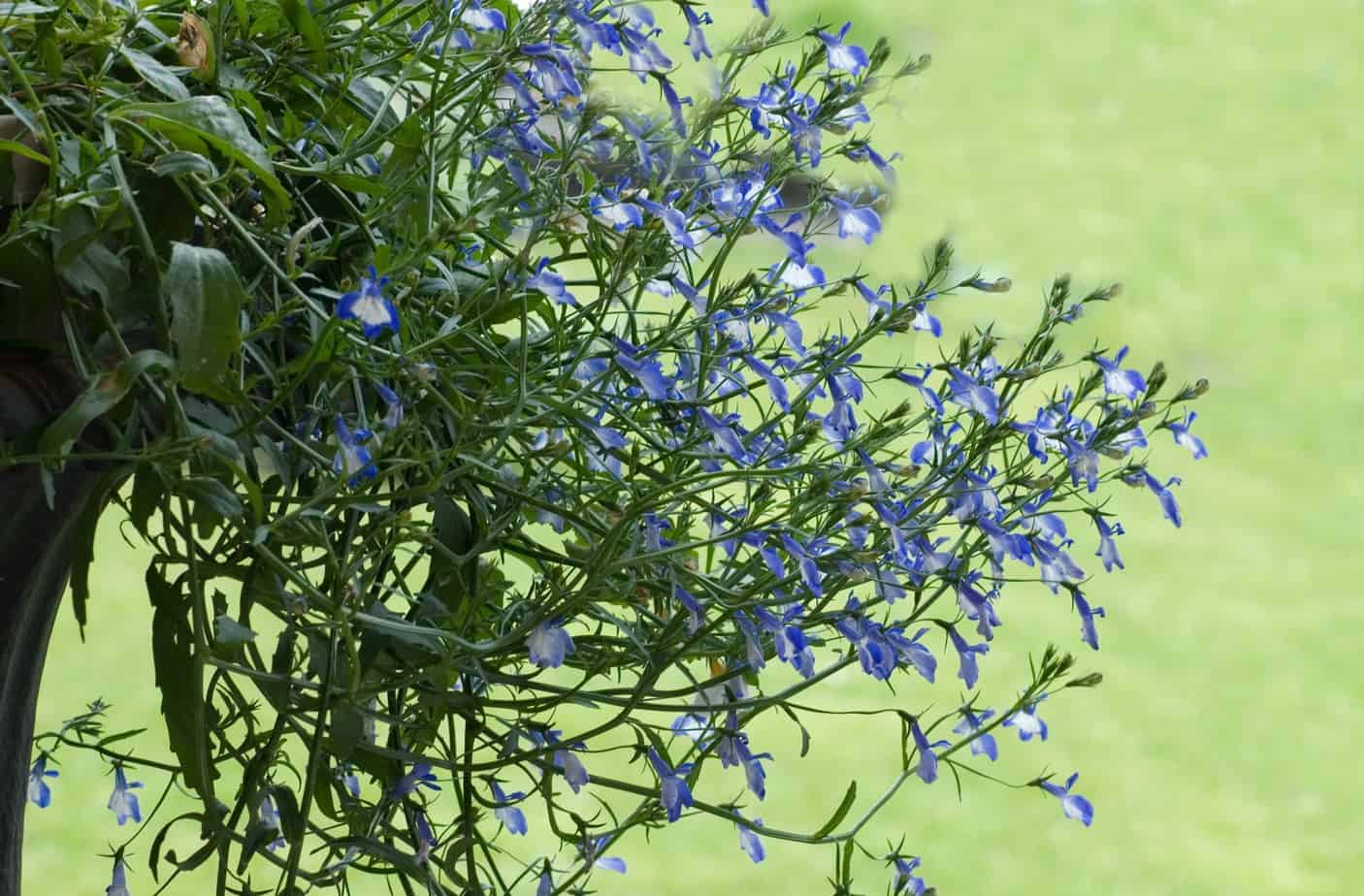 How to Grow Lobelia Flowers - Gardening Channel