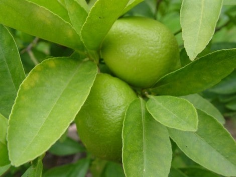 How to Grow Lime Trees